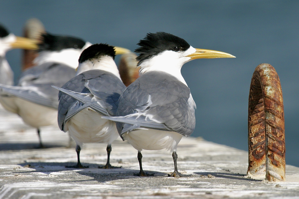 Great Crested Tern (Shanghai Winter Birds 上海冬季鸟类) · iNaturalist