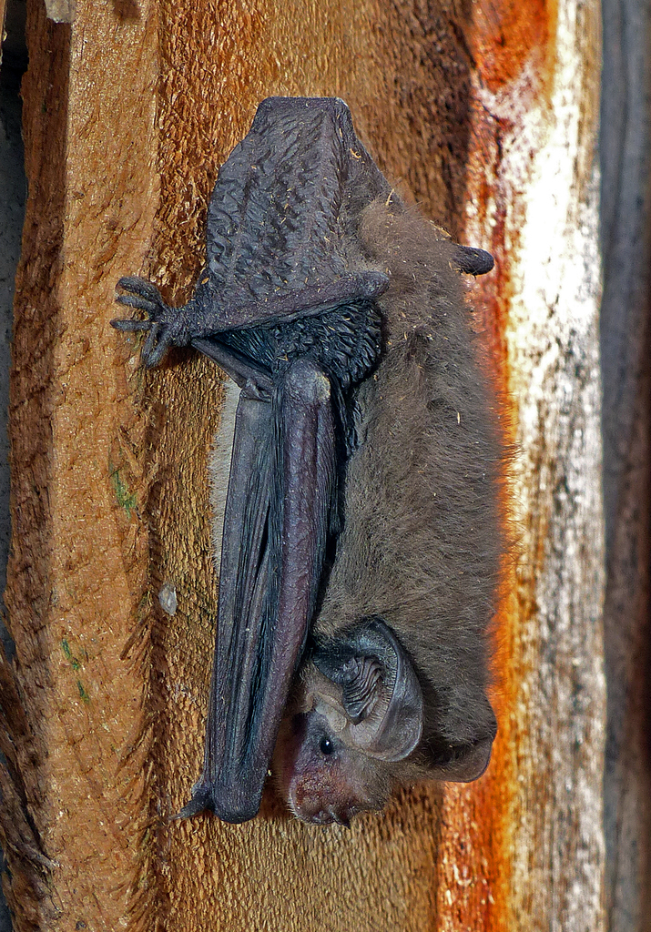 Australian Long-eared Bats (Nyctophilus) - Know Your Mammals