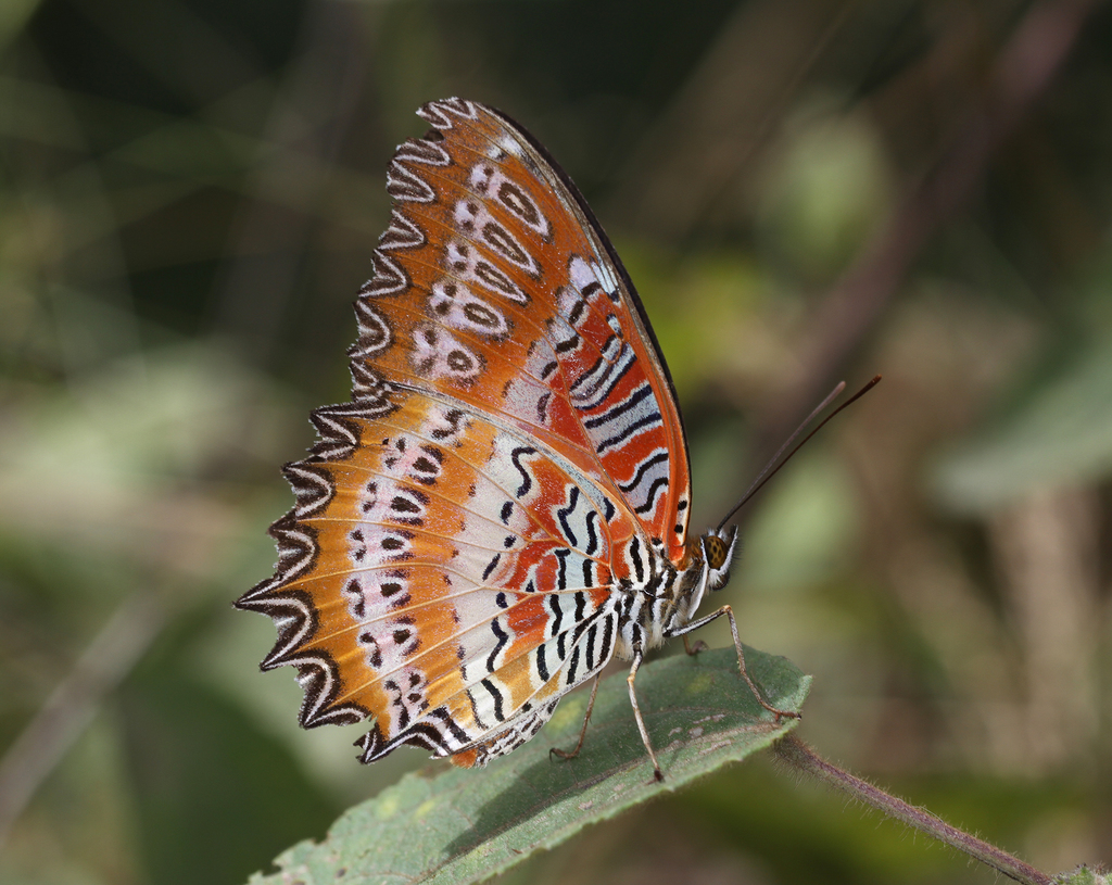 Red Lacewing Butterfly from Imphal, Manipur, India on October 25, 2013 ...