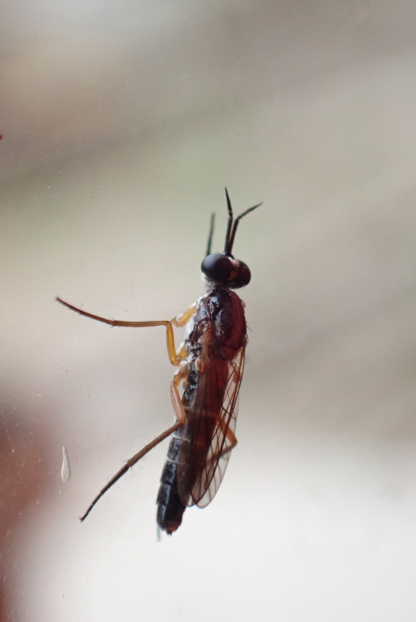 Phycus brunneus (Wiedemann, 1824)