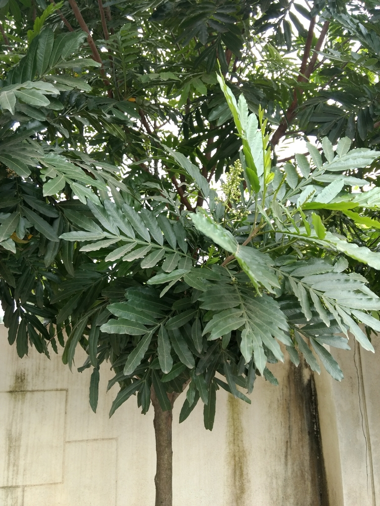 fern tree (Filicium decipiens) - Botanical Realm