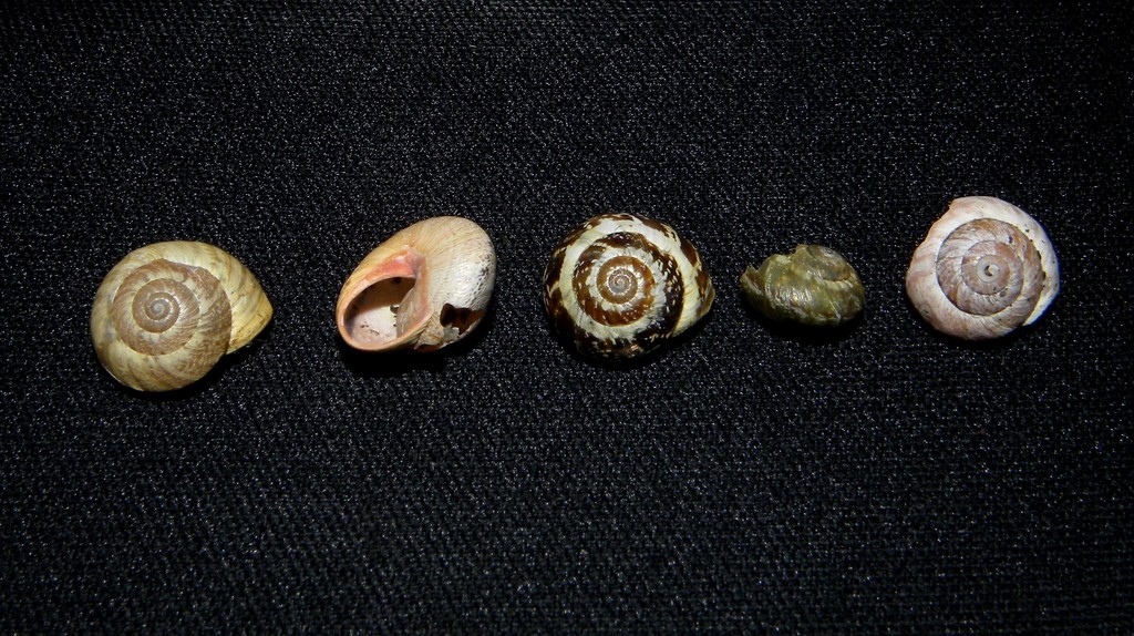 Leptaxis simia portosancti (Madeira Snails) · iNaturalist
