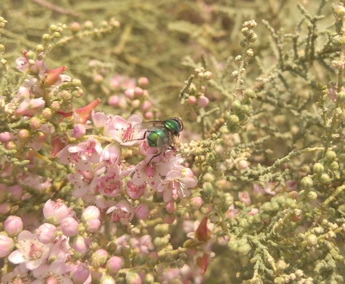 Tamarix pycnocarpa · iNaturalist