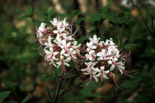 pinkster flower (Crum Woods Biodiversity Guide) · iNaturalist