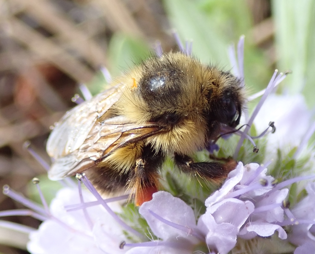 Fuzzy-Horned Bumble Bee from Okanogan County, WA, USA on April 23, 2021 ...