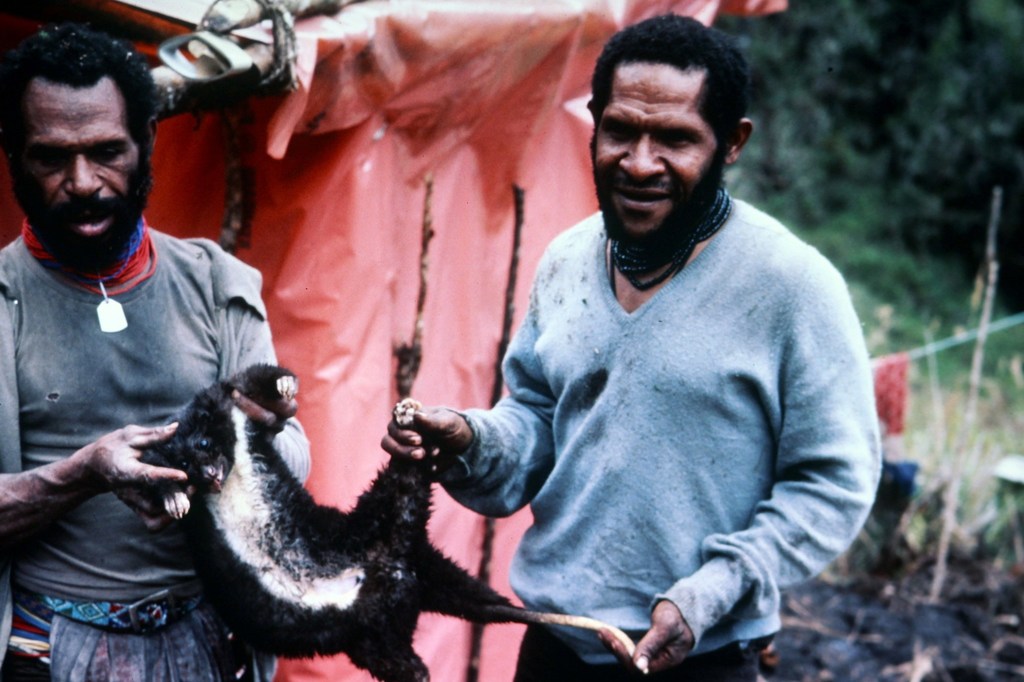 Ground Cuscus from Enga Province, Papua New Guinea on July 30, 1982 by ...