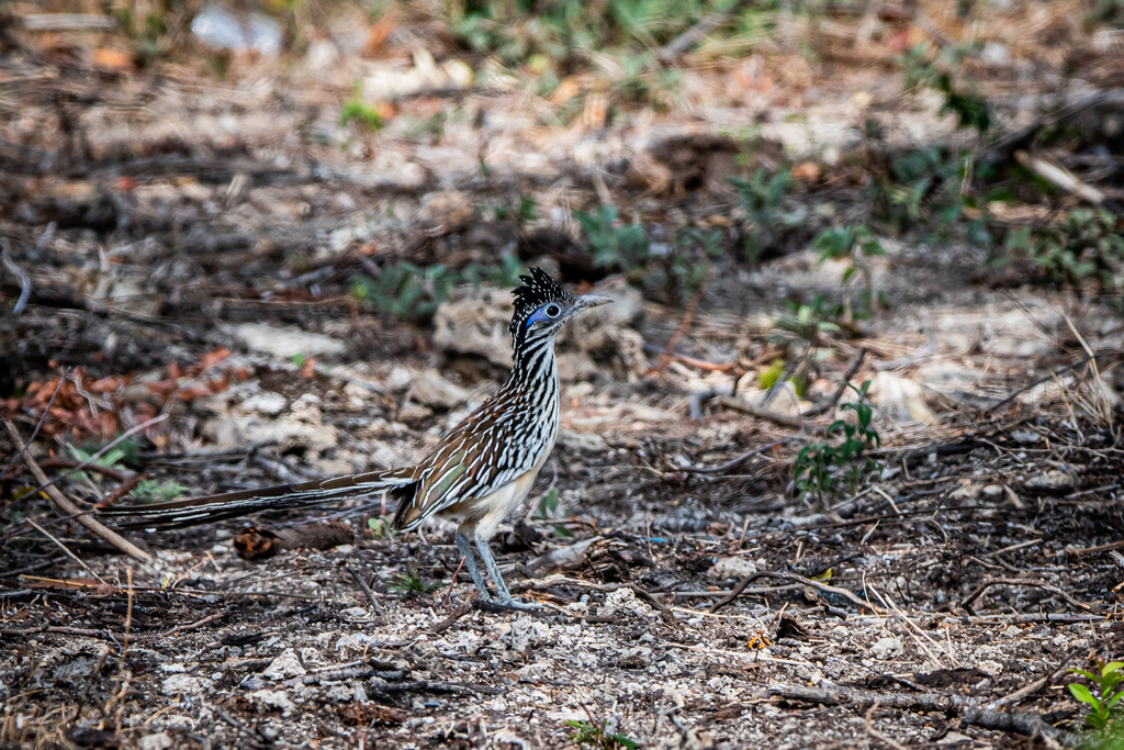 Lesser Roadrunner from Tzimol, Chis., México on April 23, 2021 at 09:36 ...