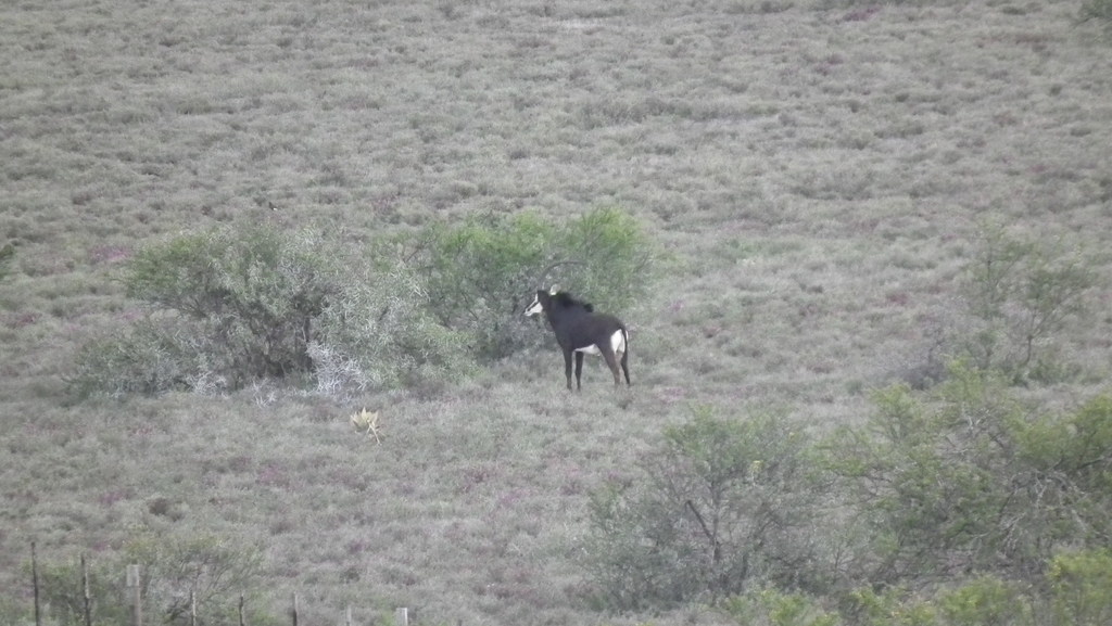 Southern Sable Antelope in December 2017 by Shaun Swanepoel · iNaturalist