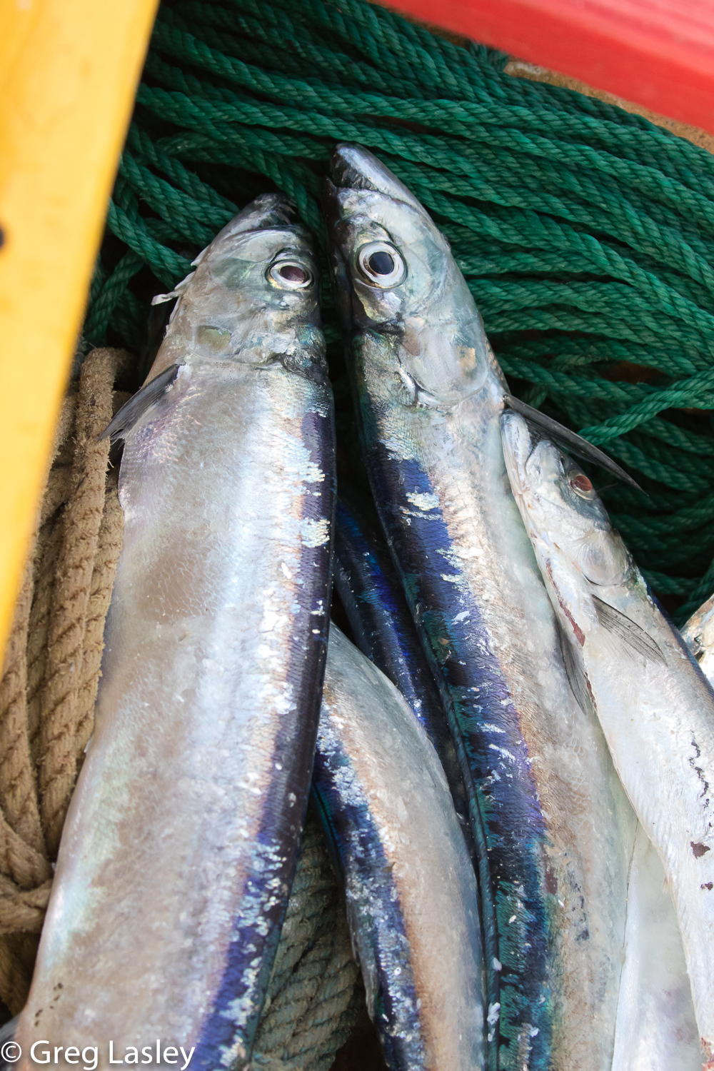 Chirocentrus Cuvier, 1816