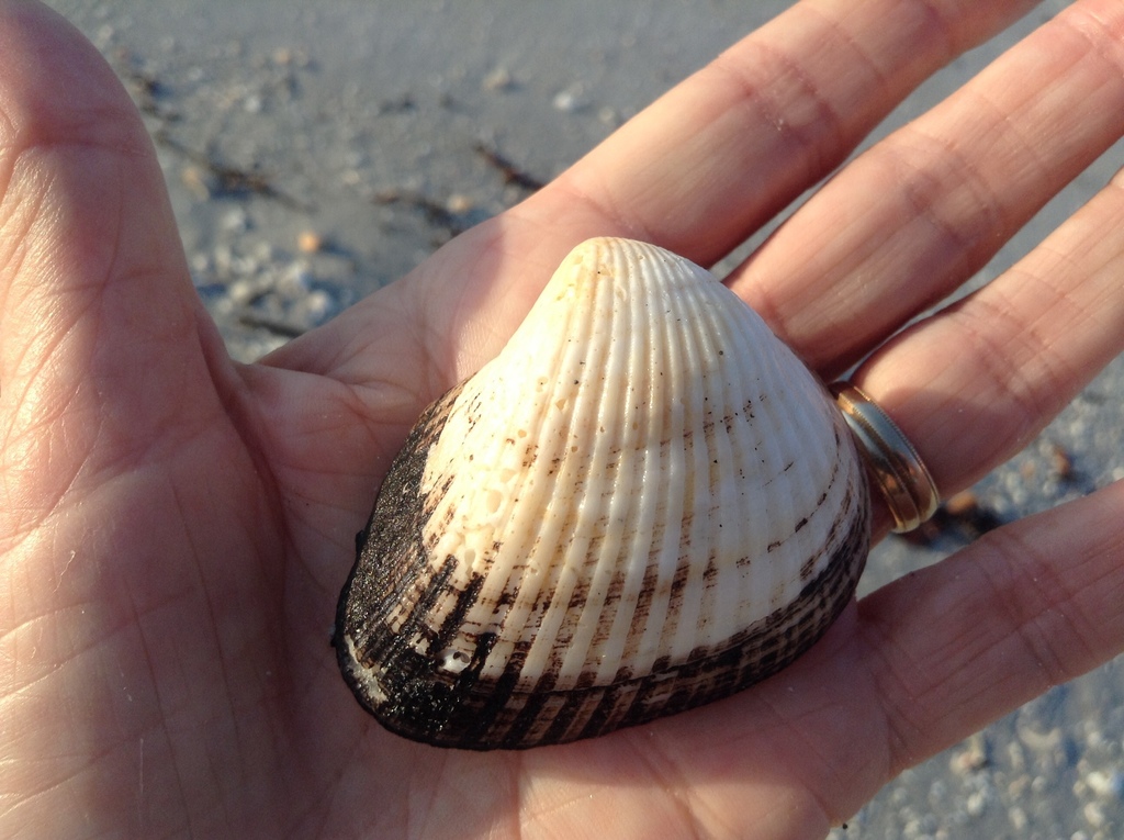 Ponderous Ark (Bivalves of Oyster Reefs) · iNaturalist