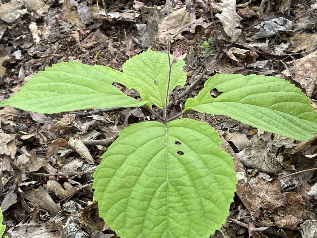 whorled horse-balm from Cleo Chapman Hwy, Sunset, SC, US on April 19 ...