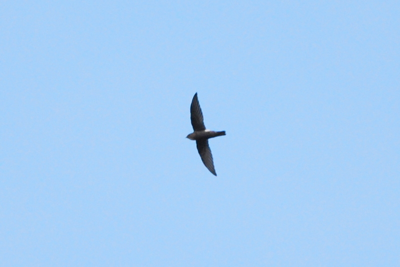House Swift (Birds of Singapore) · iNaturalist