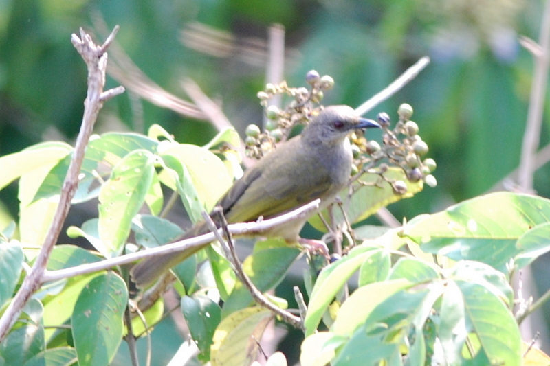 Olive-winged Bulbul (Birds of Singapore) · iNaturalist