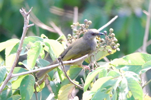Olive-winged Bulbul (Birds of Singapore) · iNaturalist