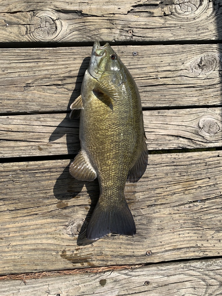 Smallmouth Bass from Mason County, US-MI, US on April 23, 2021 at 11:08 ...