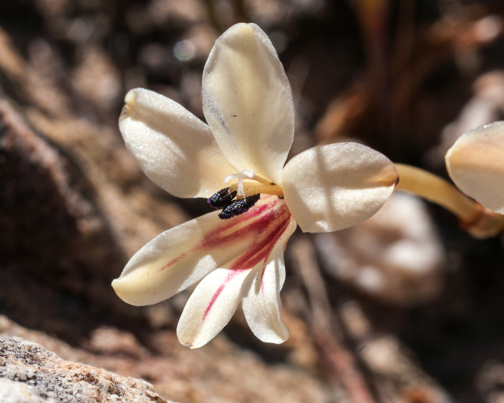Tritonia undulata (Klapmuts Natural Heritage Site) · iNaturalist