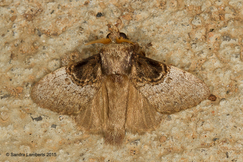 Euglyphis larunda · iNaturalist