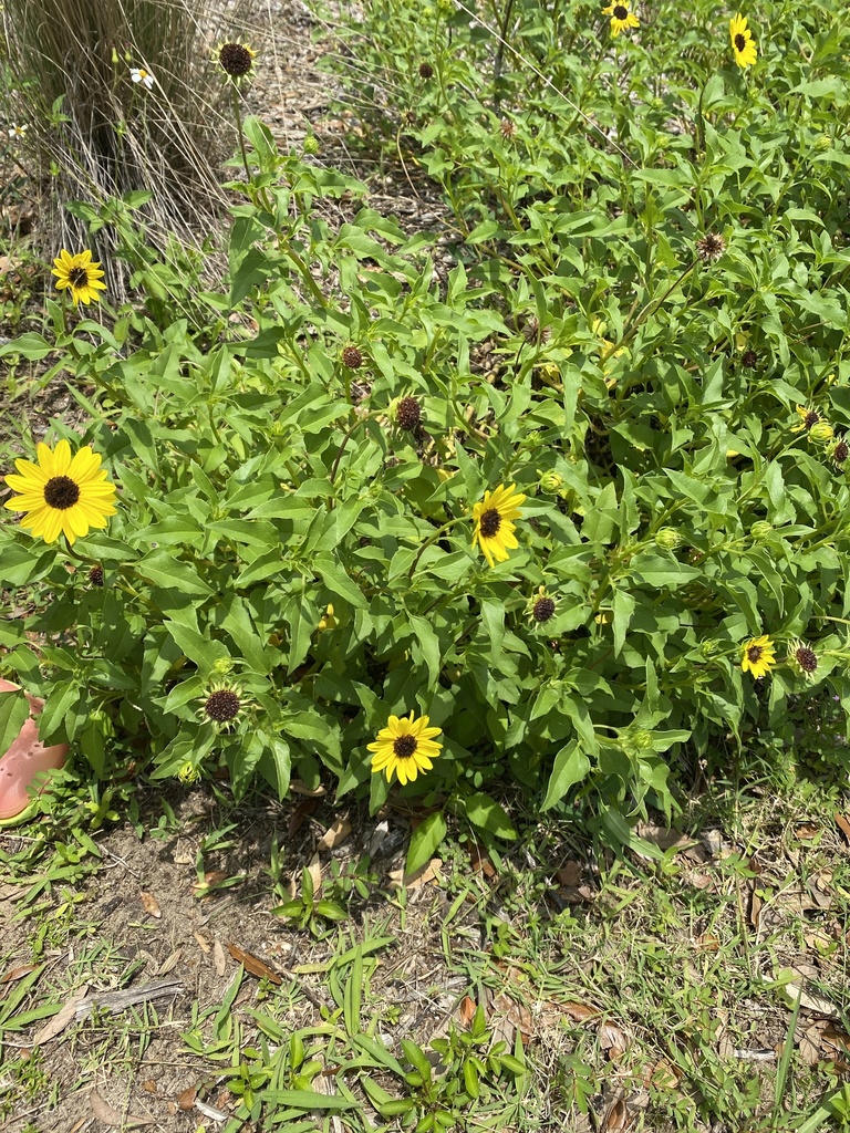 cucumberleaf sunflower from Goldenbough Rd, Lake Wales, FL, US on April ...