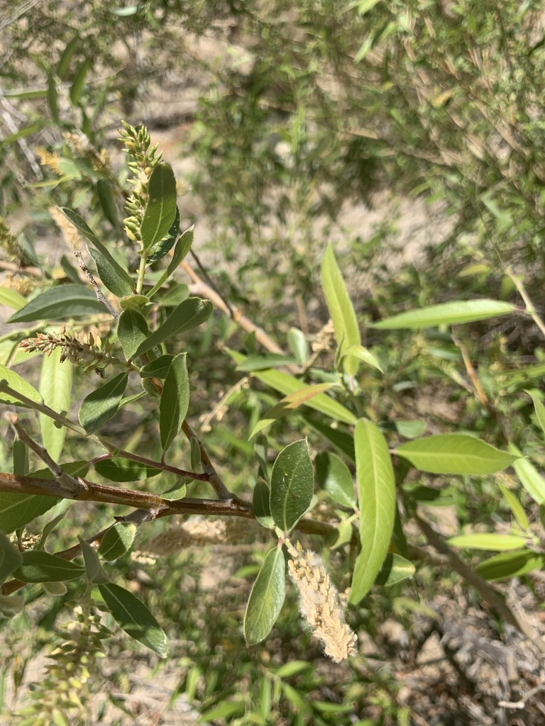 red willow from Death Valley National Park, Inyo County, US-CA, US on ...