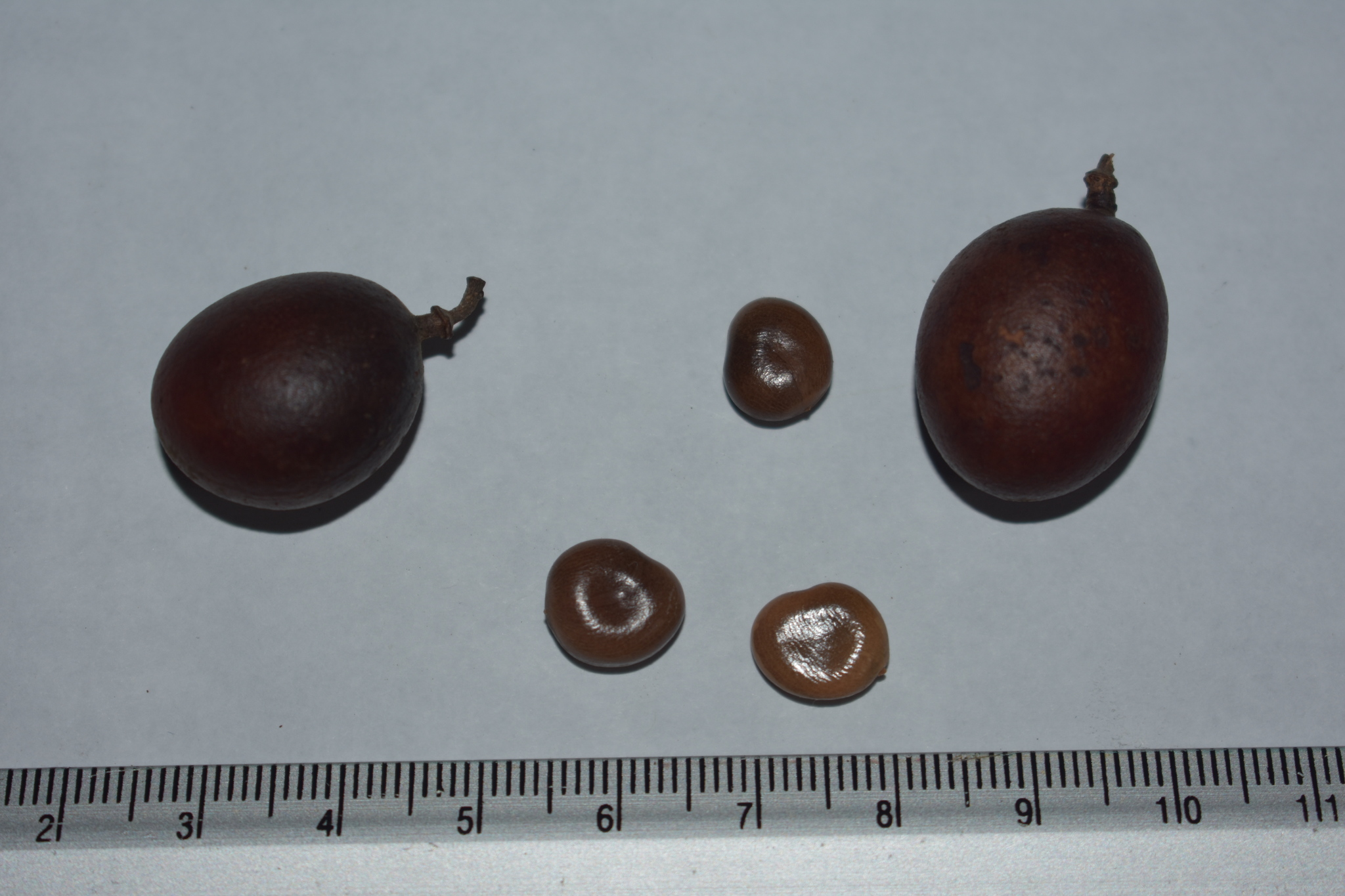 Dialium guianense (Aubl.) Sandwith