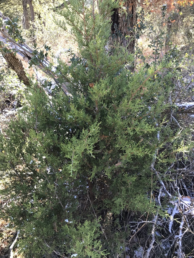 Ashe juniper from 15000 Anderson Mill Rd, Cedar Park, TX, US on ...