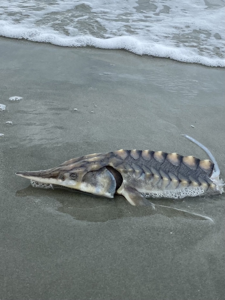 Atlantic Sturgeon in April 2021 by hedyd568 · iNaturalist