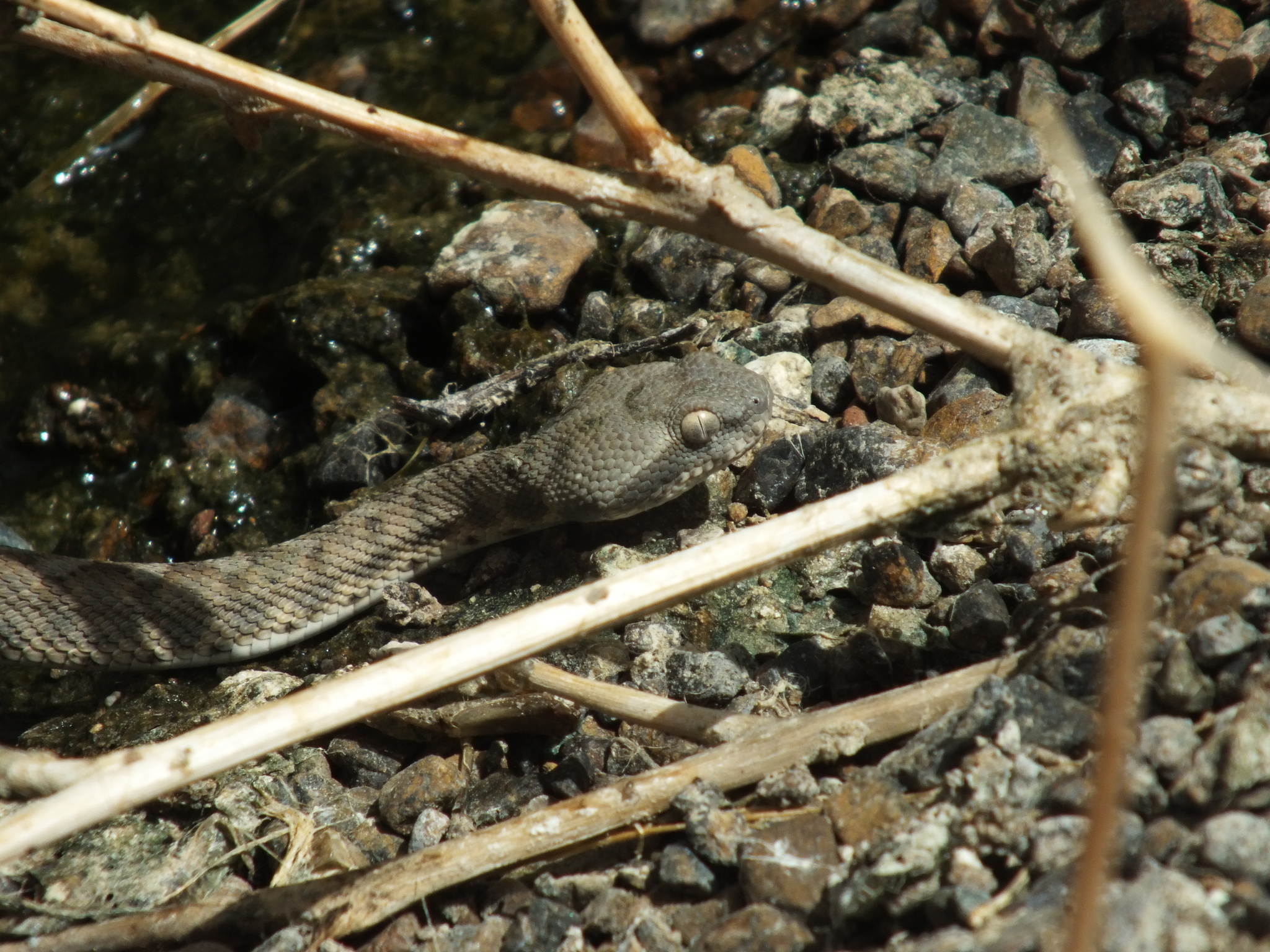 Echis omanensis Babocsay, 2004
