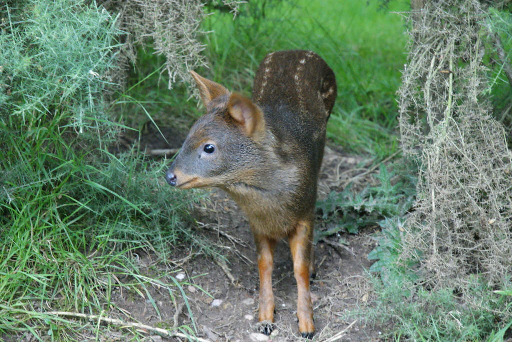 Southern Pudú (Pudu puda) - Know Your Mammals