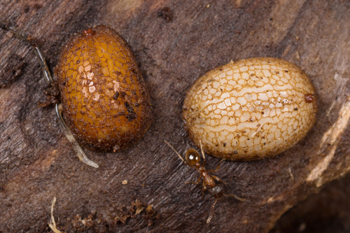 Microdon myrmicae · iNaturalist United Kingdom