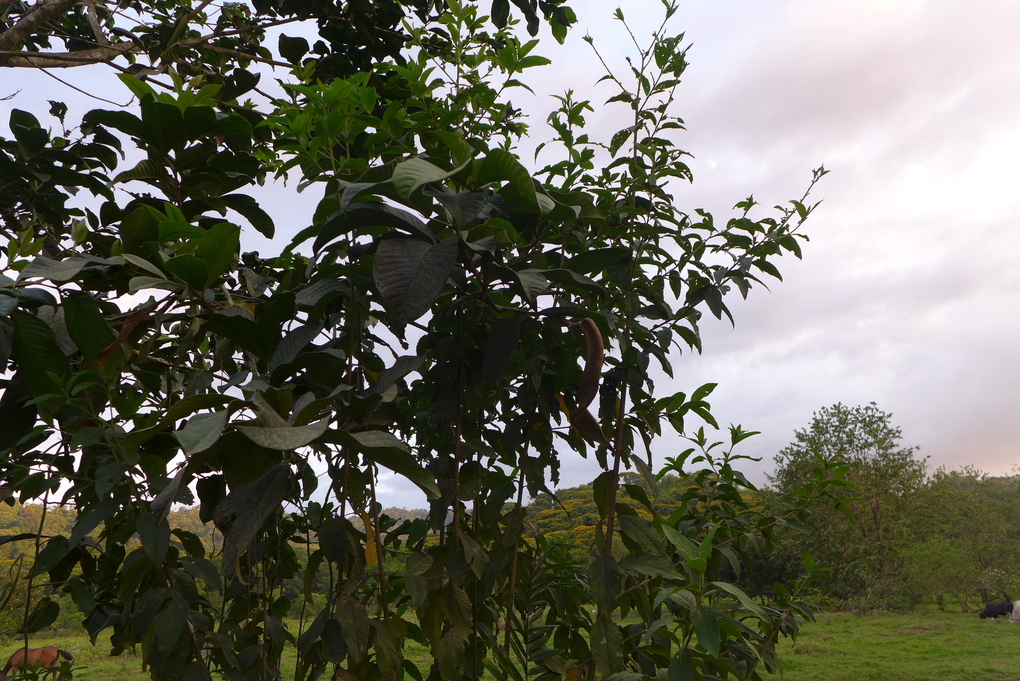 Inga spectabilis (Vahl) Willd.