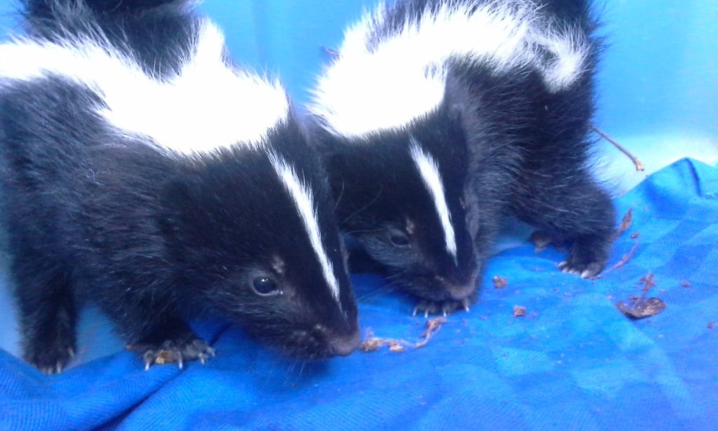 Striped Skunk from Burnaby, BC, Canada on June 24, 2017 at 02:20 PM by ...