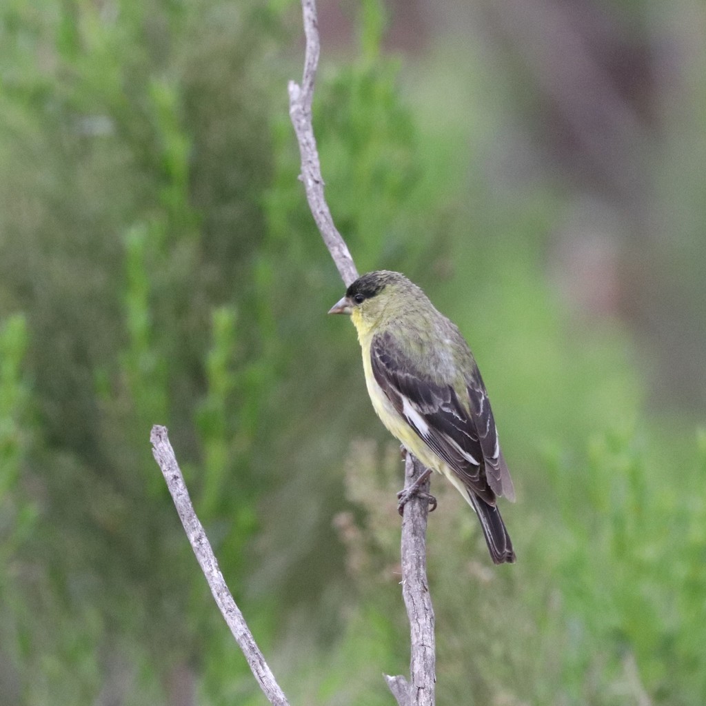 Lesser Goldfinch from Mission Valley East, San Diego, CA, USA on April ...