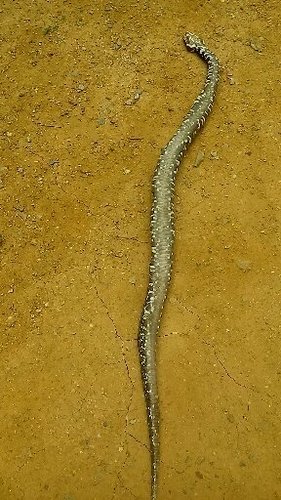 Agkistrodon bilineatus (Reptiles de Mazatlán) · iNaturalist