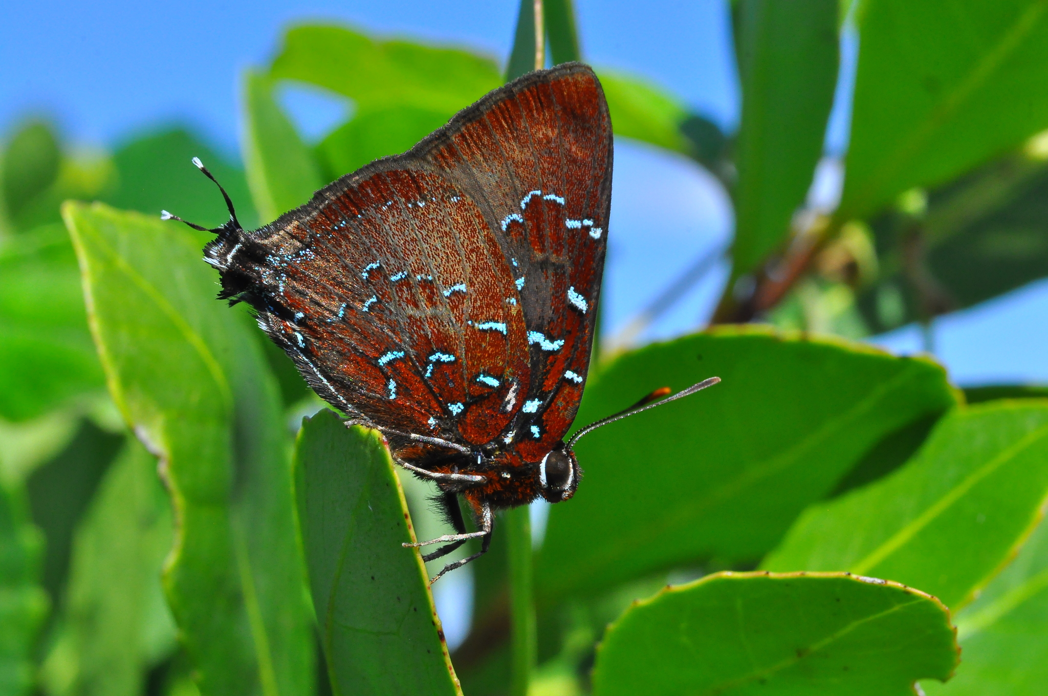 Brangas Hübner, 1819