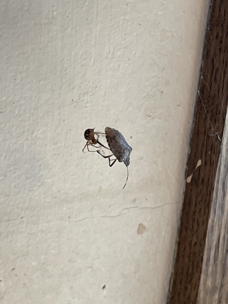 Comb-footed Spiders in April 2021 by tmeltwi. Spider eating stink bug ...