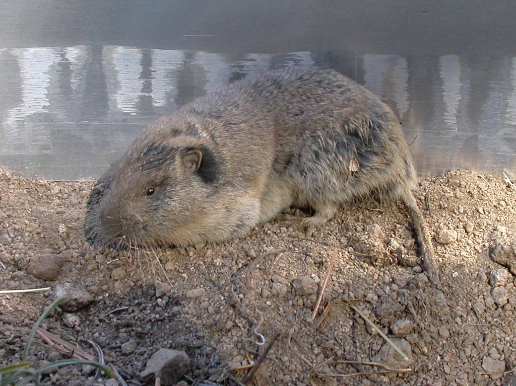 Mountain Pocket Gopher from Washoe County, NV, USA on October 14, 2005 ...