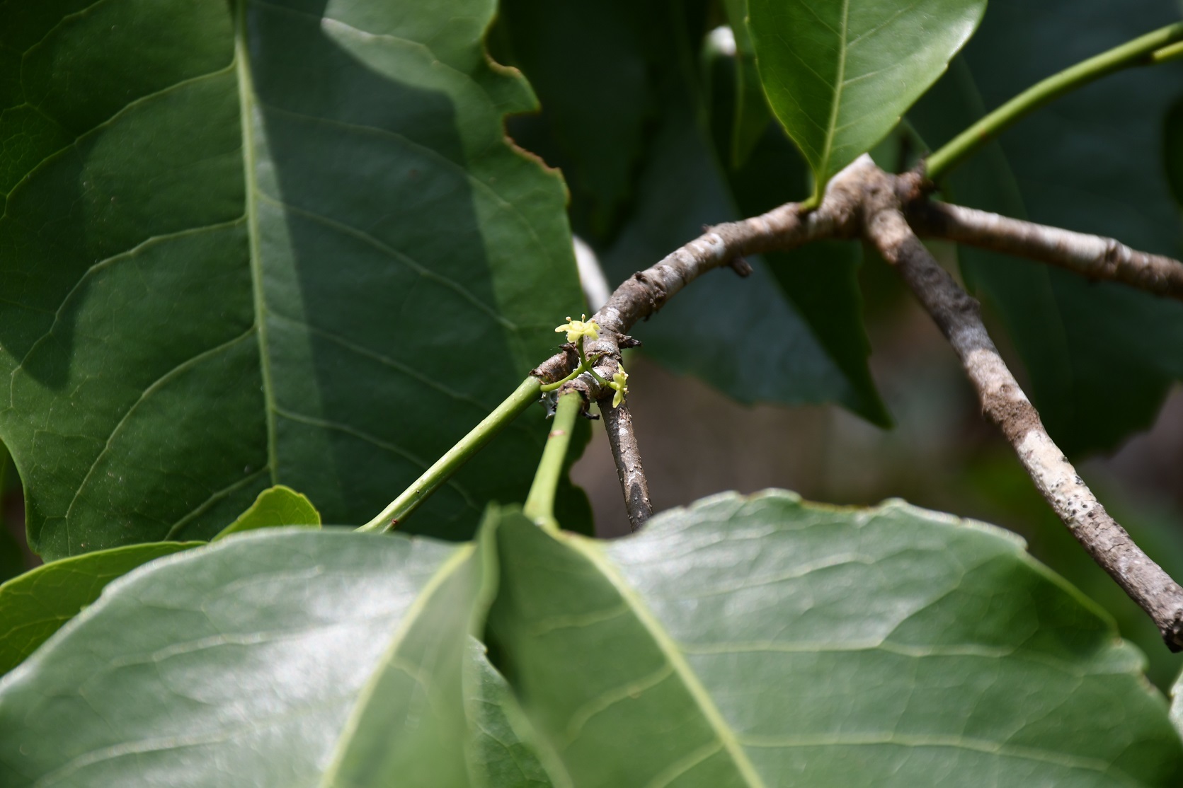 Elaeodendron trichotomum (Turcz.) Lundell