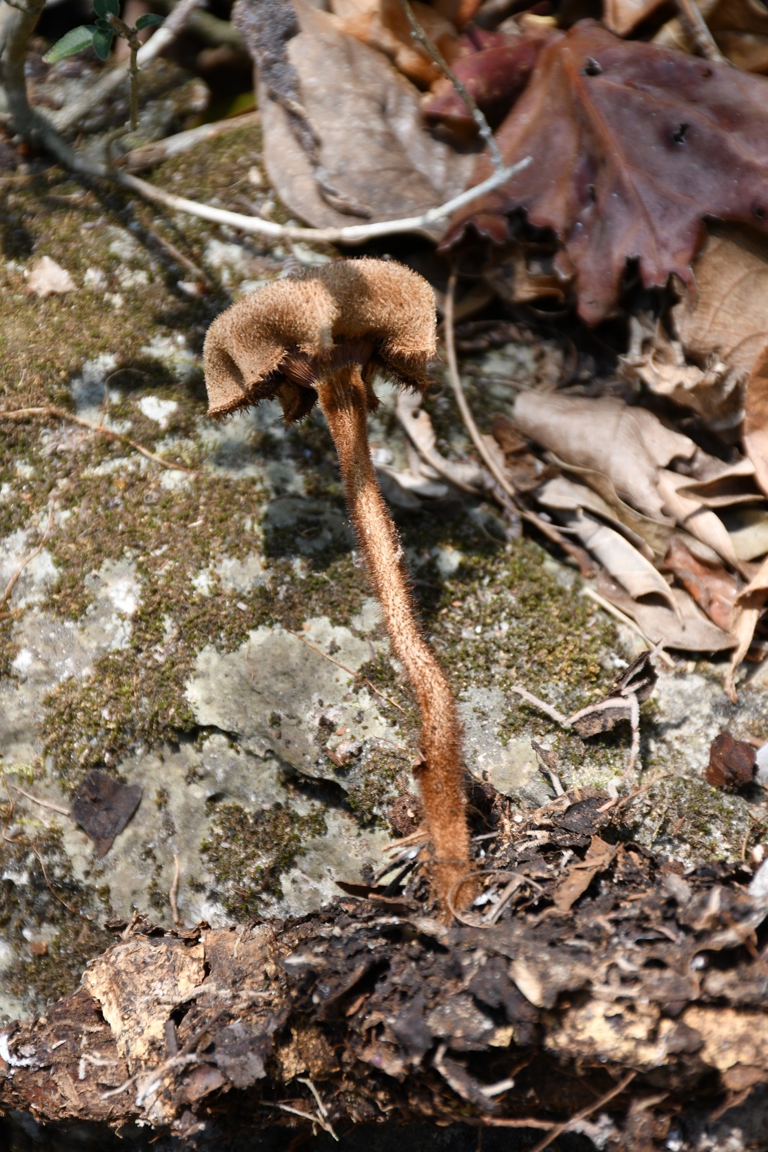 Lentinus velutinus Fr.