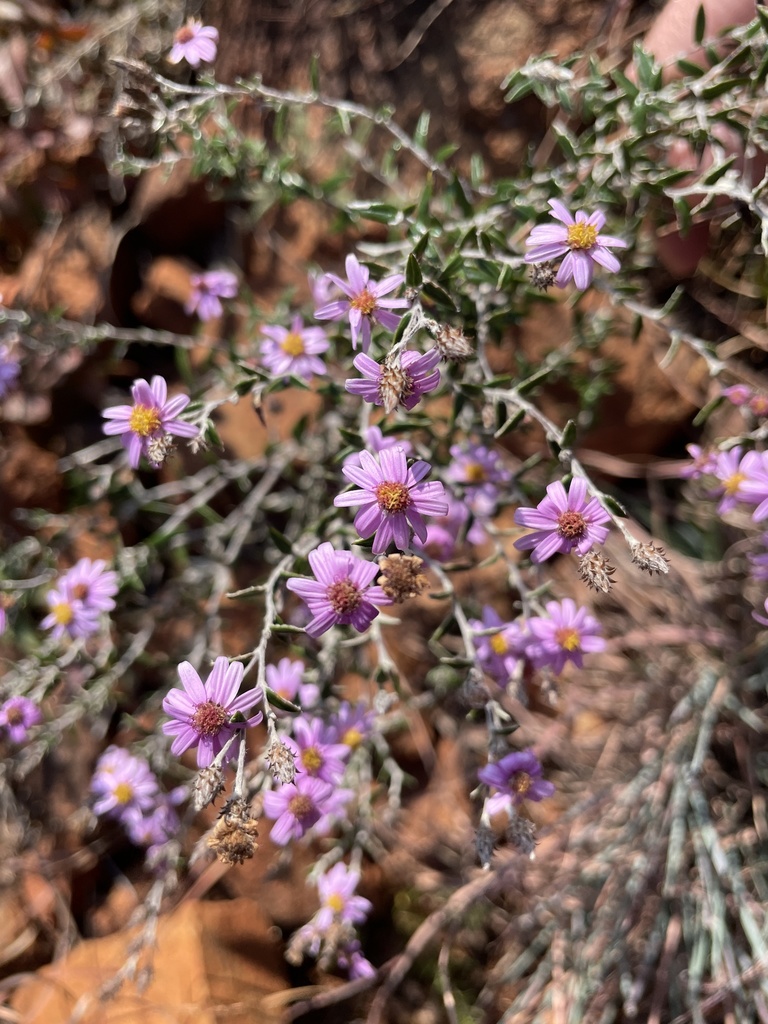 Bush Teas from Ehlanzeni, ZA-MP, ZA on April 24, 2021 at 02:26 PM by ...