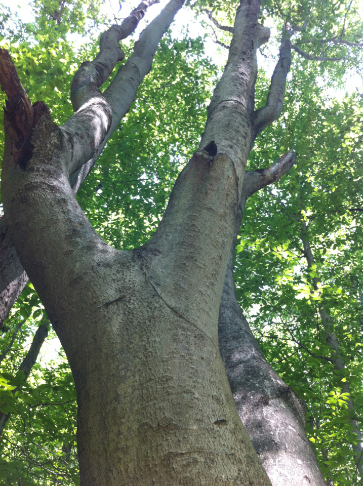 American beech on May 27, 2012 at 01:32 PM by Charlie Hohn · iNaturalist