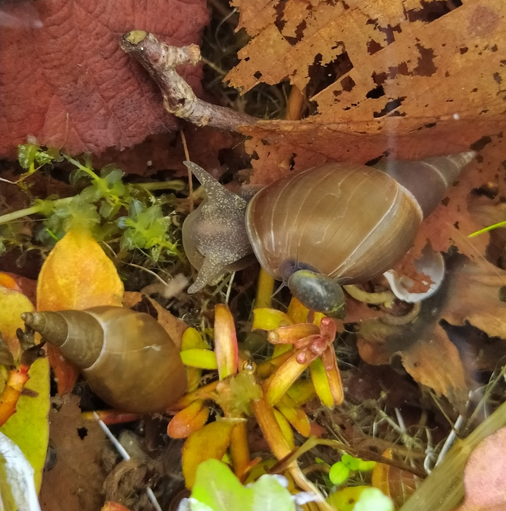 Great Pond Snail (Wabamun Lake) · iNaturalist