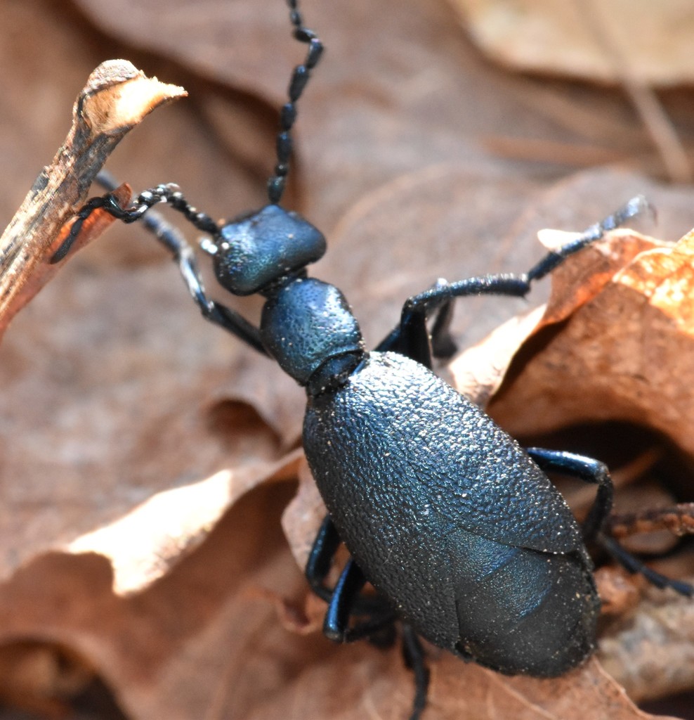 Short-winged Blister Beetle from Regional Municipality of Durham, ON ...