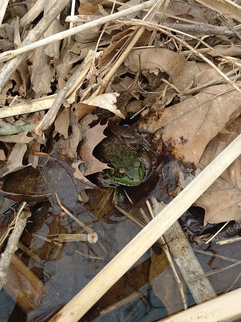Green Frog from Bridgewater Township, NJ 08836, USA on April 24, 2021 ...