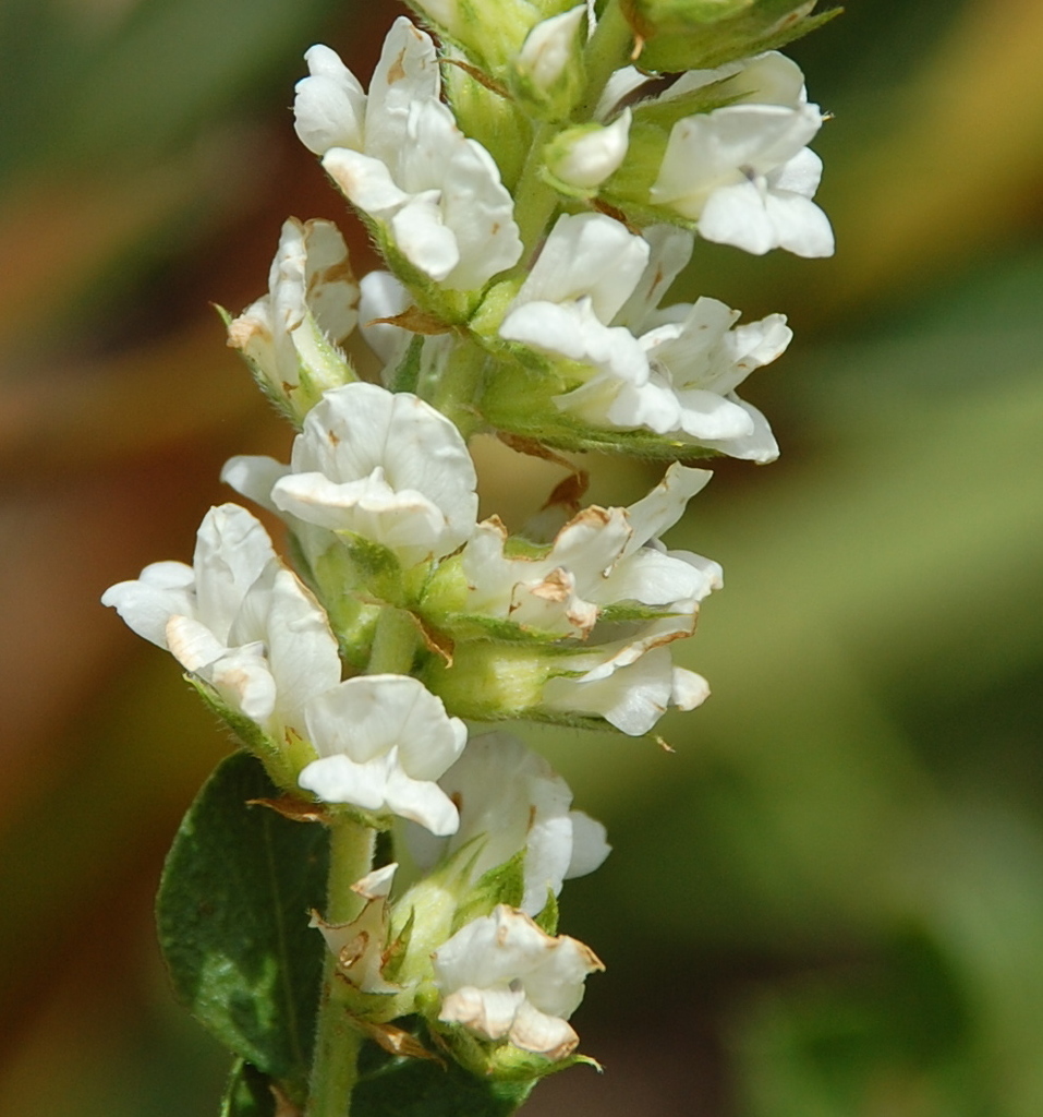 Psoralea parviflora from Du Toitskloof Lodge, Cape Winelands, South ...
