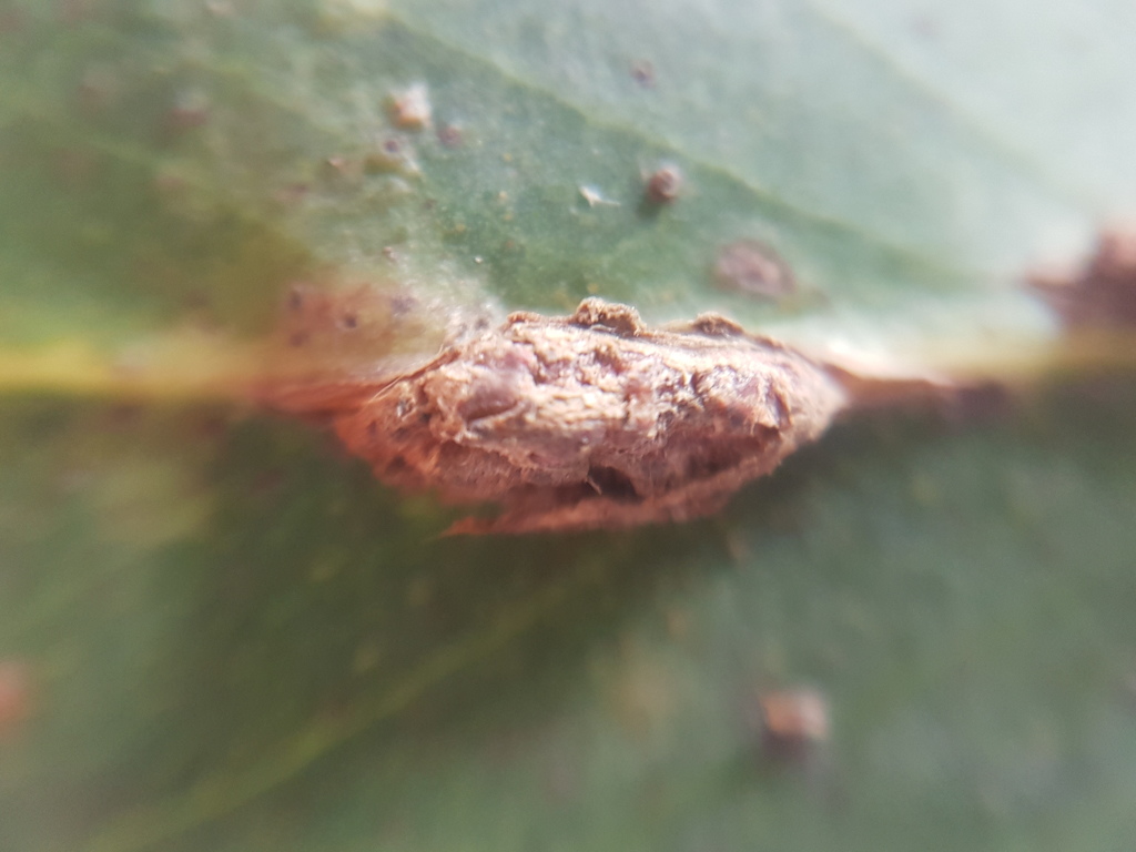 Blue-gum Chalcidoid Wasp from Mandiville st, Riccarton Christchurch on ...