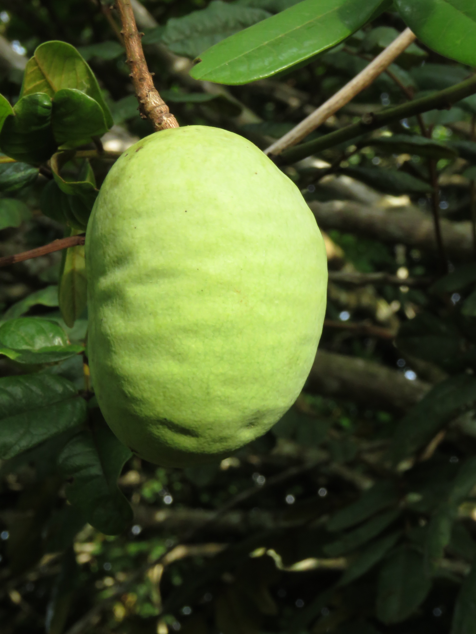 Andira galeottiana Standl.