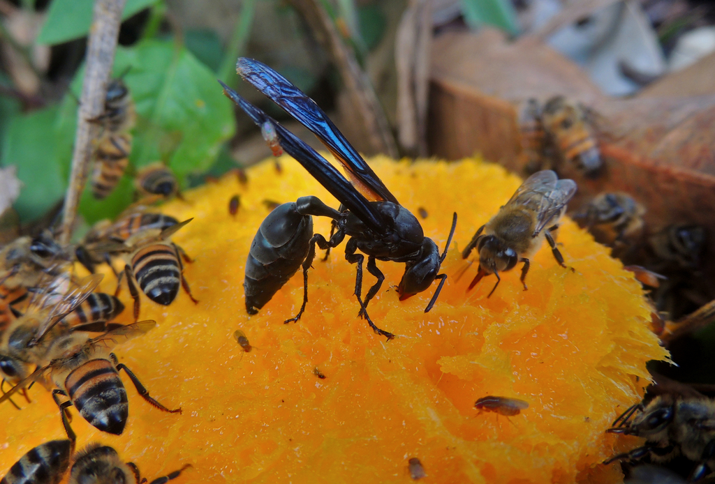 Northern Warrior Wasp from Purires, San José, Atenas, Costa Rica on ...