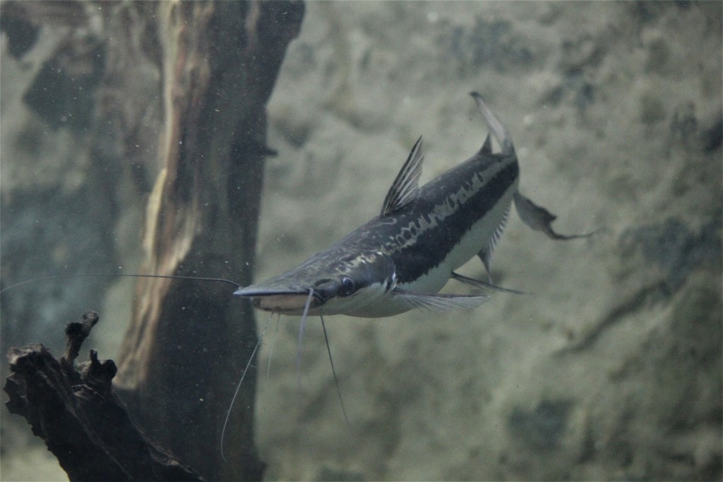 Long-whiskered Catfishes (Pimelodidae) - Marine Life Identification