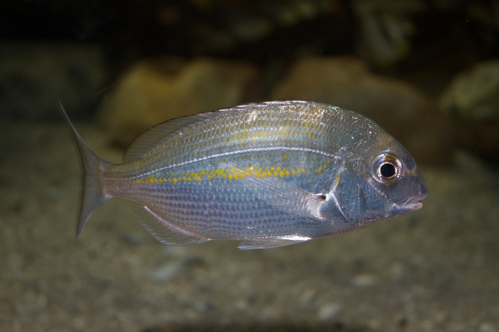 Cape Stumpnose (Rhabdosargus holubi) - Marine Life Identification