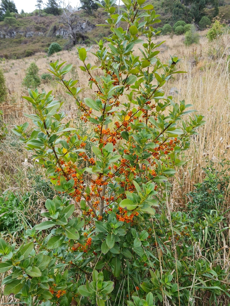 Karamu from St Martins, Christchurch, New Zealand on April 25, 2021 at ...